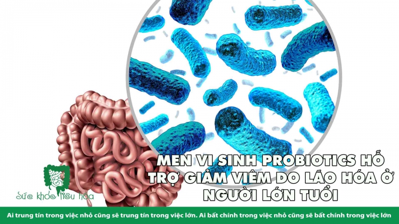 MEN VI SINH PROBIOTICS HỖ TRỢ GIẢM VIÊM DO LÃO HÓA Ở NGƯỜI LỚN TUỔI