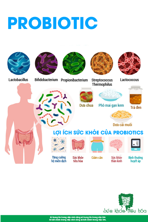 CƠ CHẾ TÁC ĐỘNG CỦA MEN VI SINH PROBIOTICS